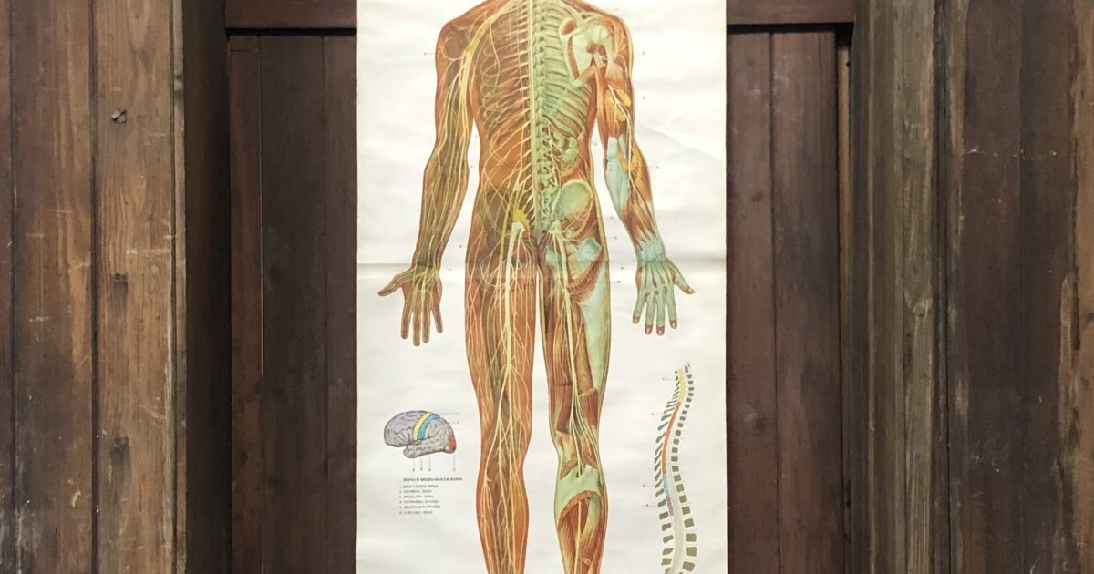 Vintage Bulgarian Human Anatomy Wall Chart · Amazing Finds